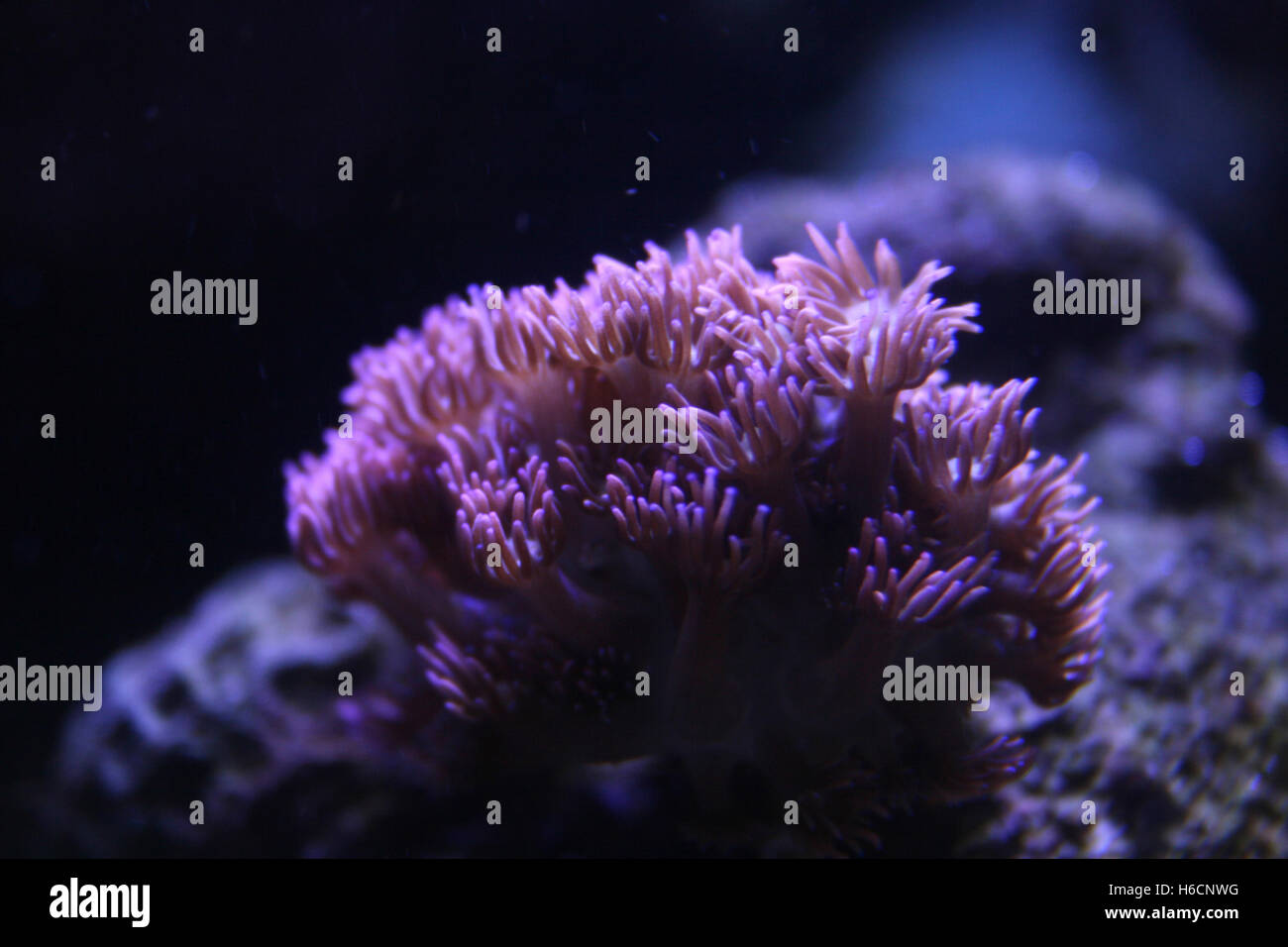 Coral under blue light Stock Photo - Alamy