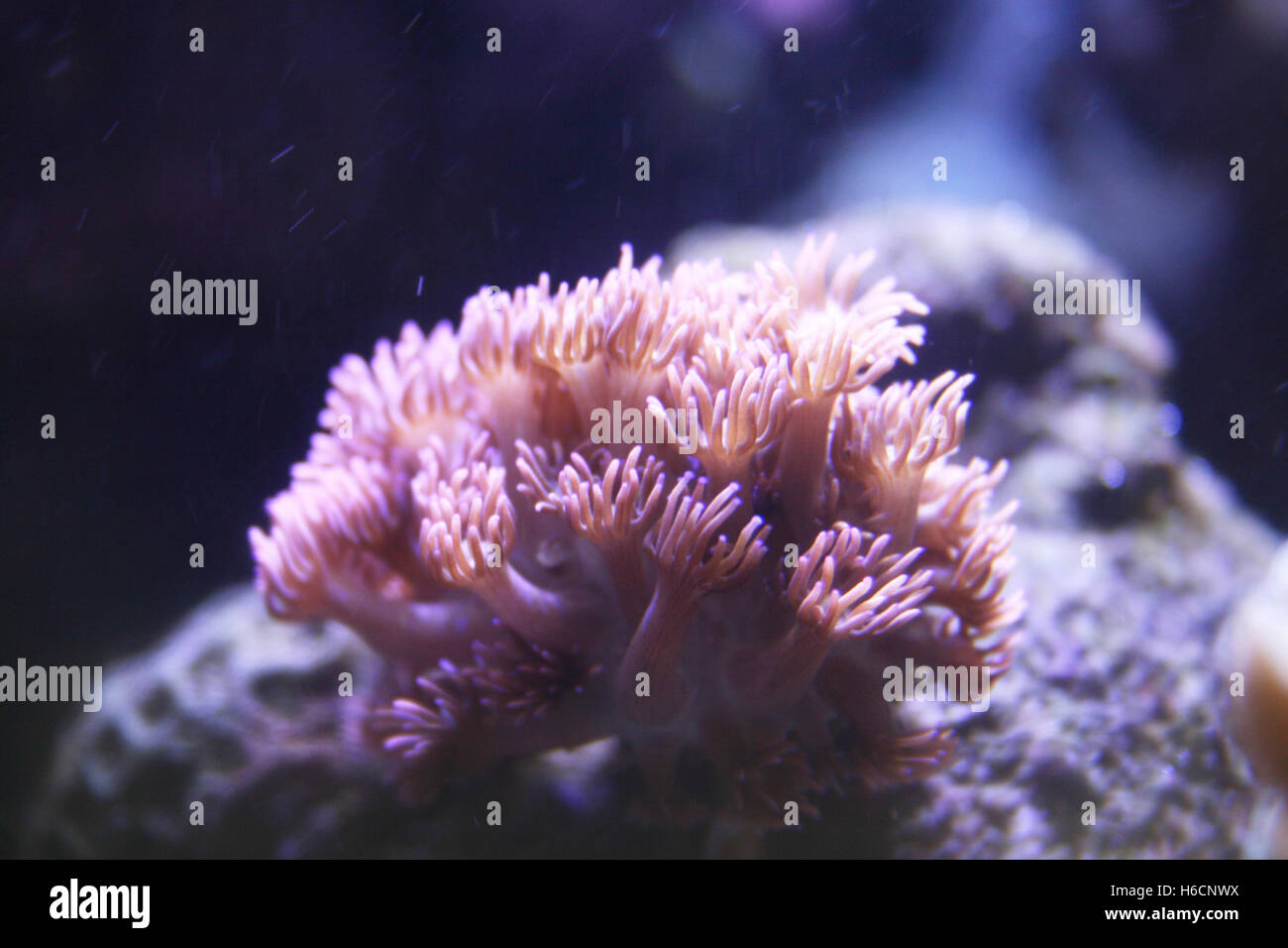 A coral in aquarium Stock Photo - Alamy