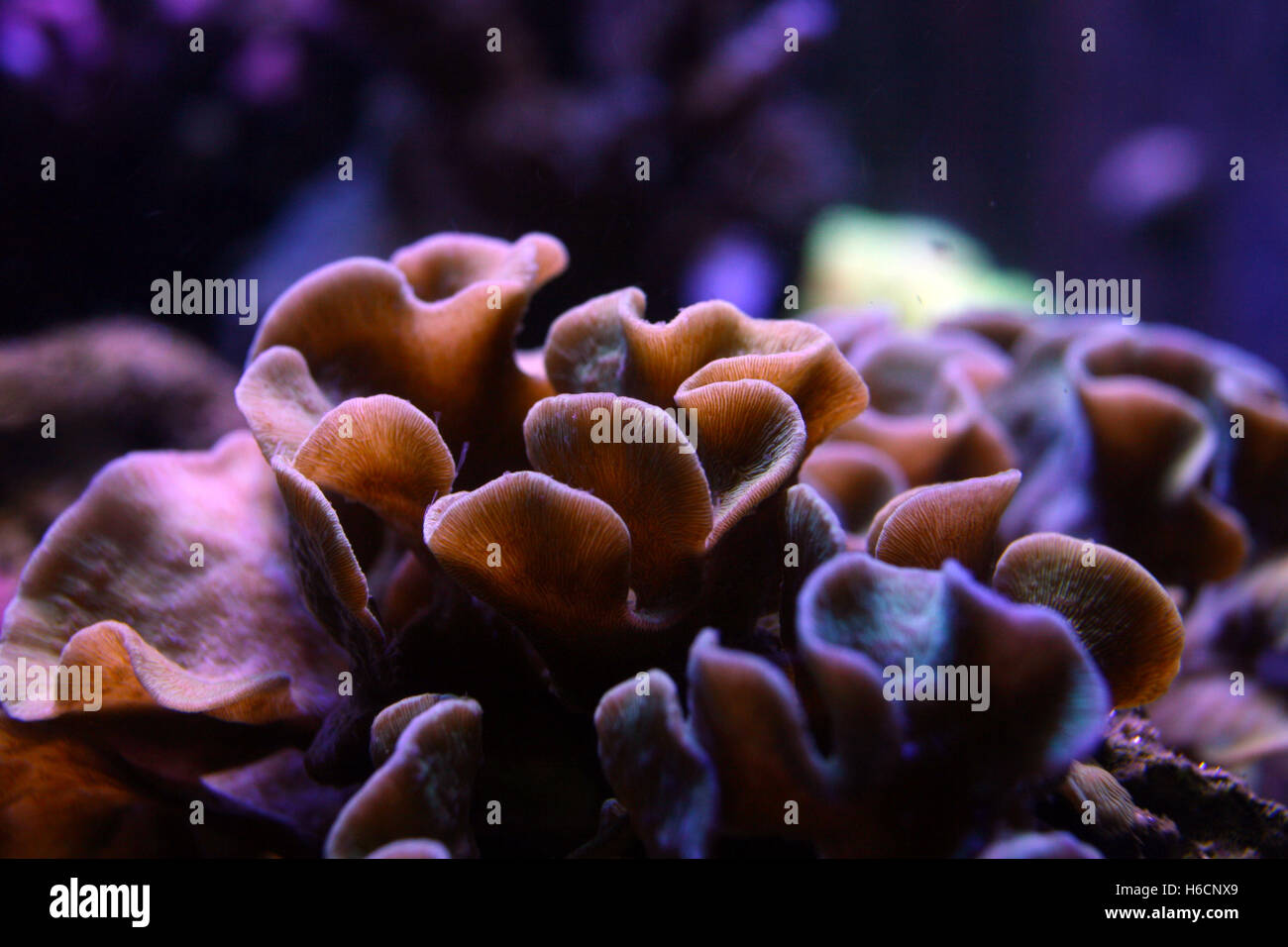 Corals close up in an aquarium Stock Photo - Alamy