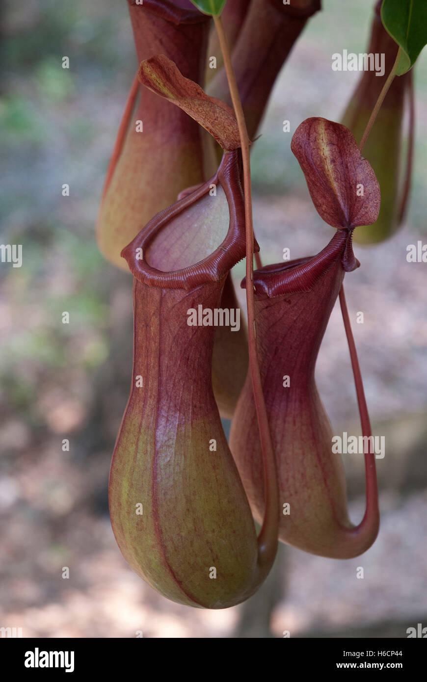 Insects on nepenthes pitcher plants hi-res stock photography and images ...