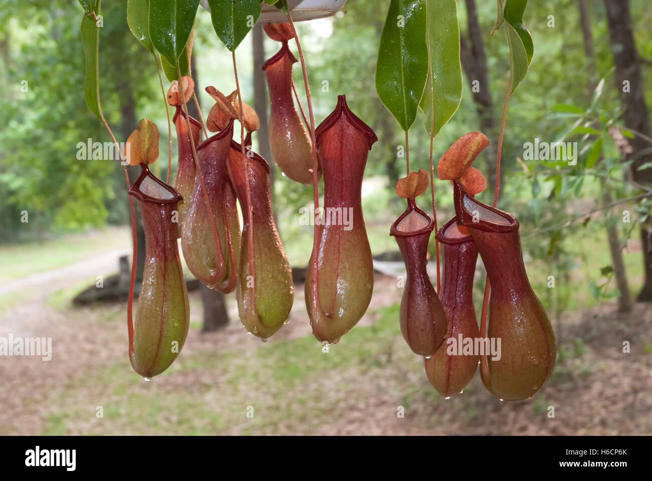 Hanging Pitcher Plant