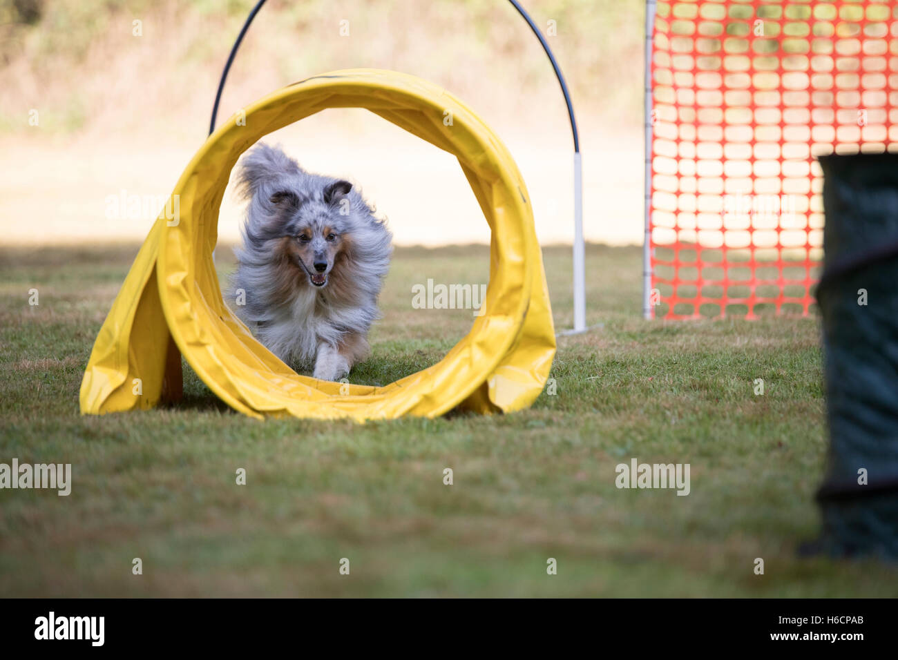 Shetland Sheepdog, Sheltie, with agility tunnel Stock Photo - Alamy