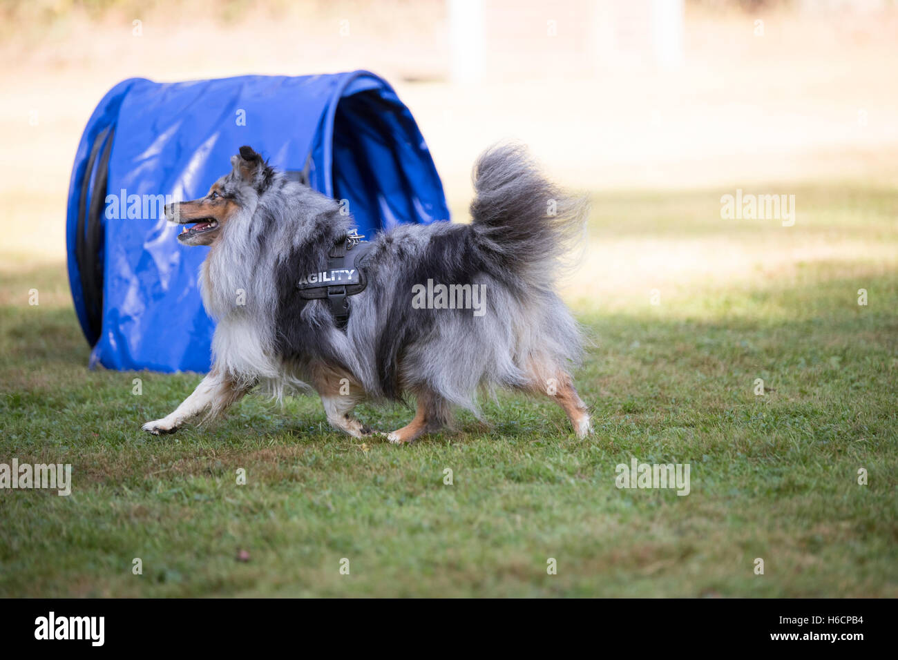 Shetland Sheepdog training agility Stock Photo - Alamy