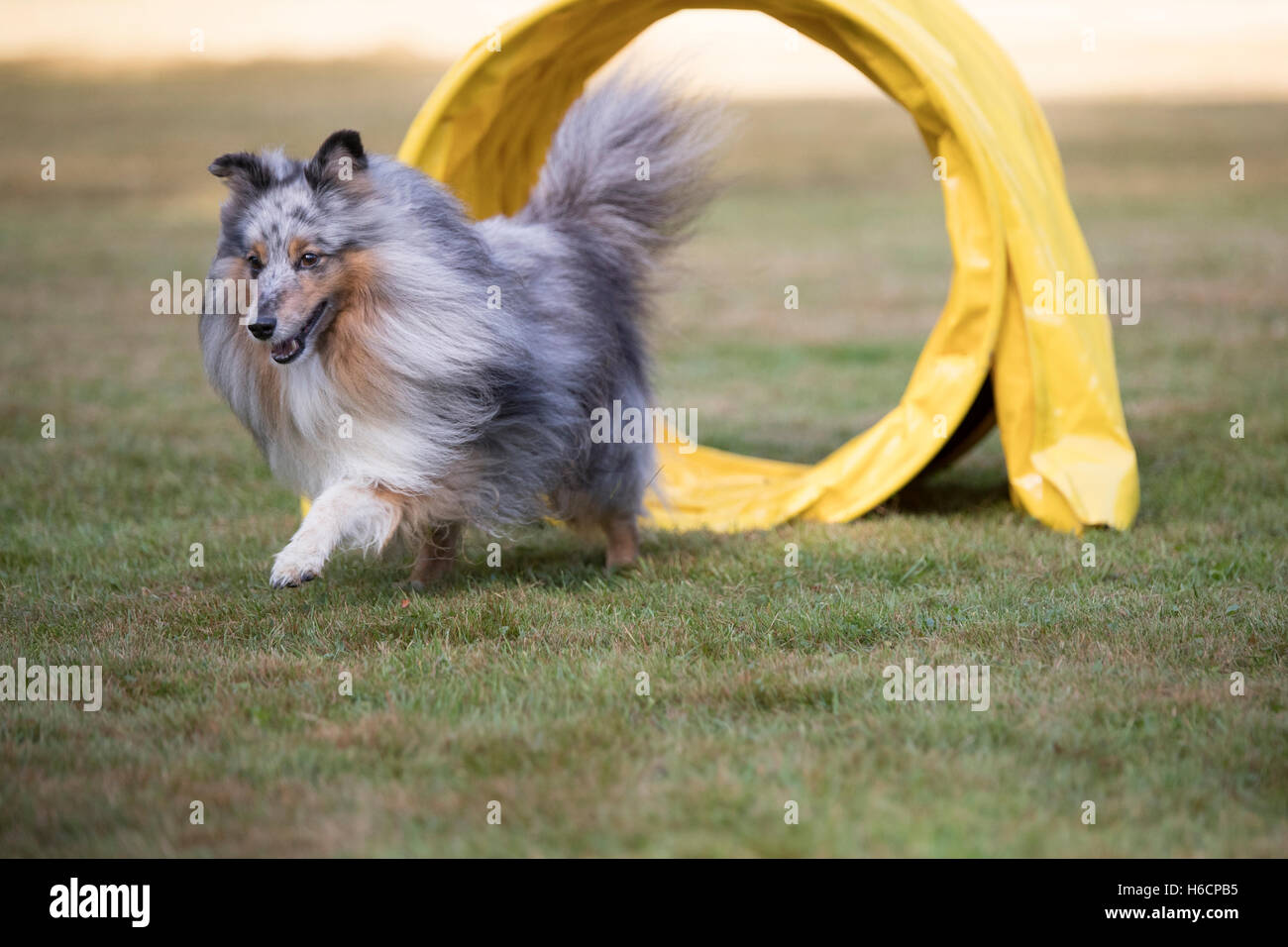 Shetland Sheepdog, Sheltie, in agility competition Stock Photo - Alamy