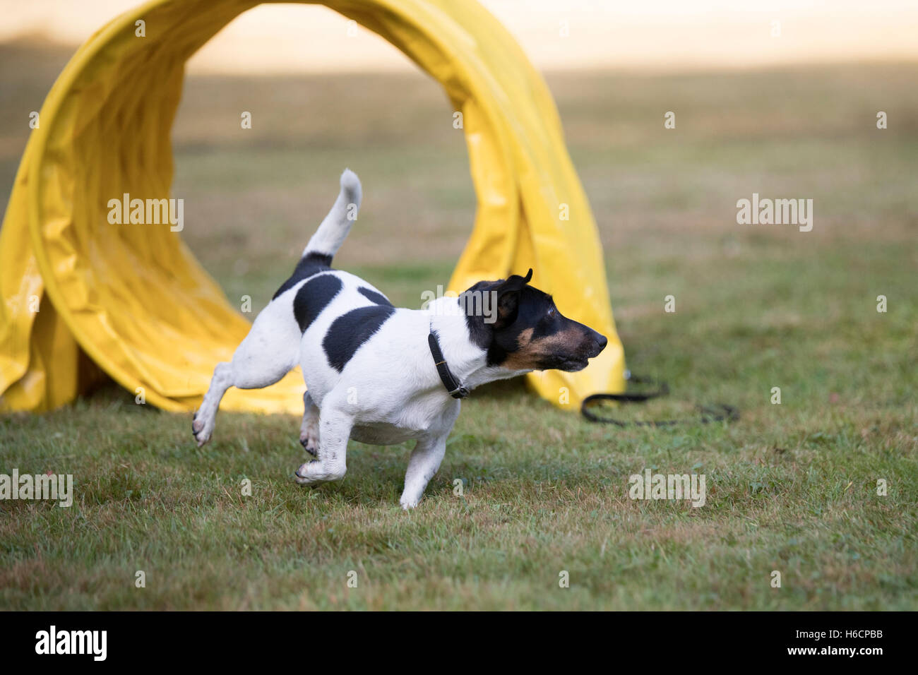 Jack Russell Terrier in agility training Stock Photo - Alamy