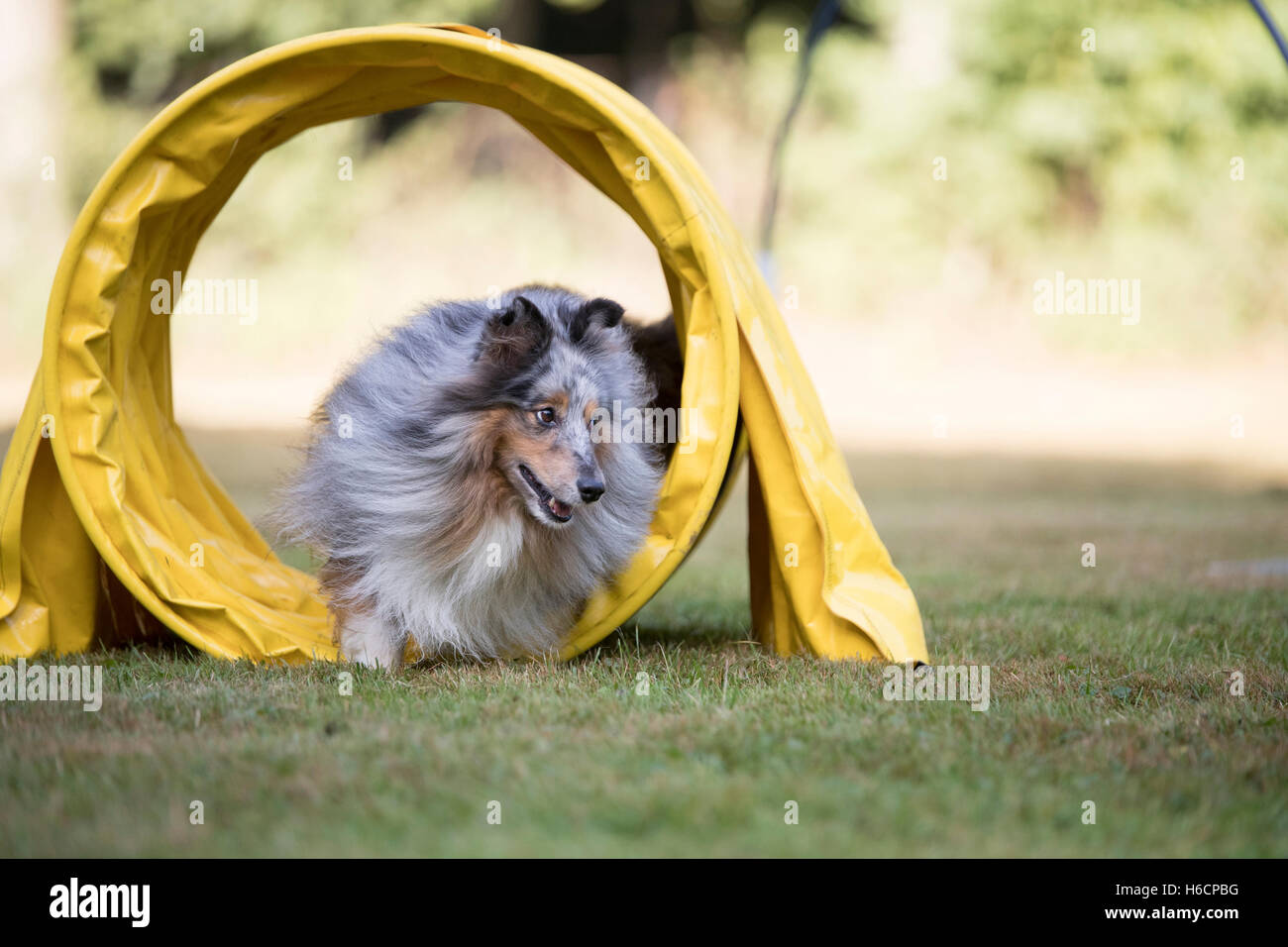 Shetland Sheepdog, Sheltie running through agility tunnel Stock Photo ...