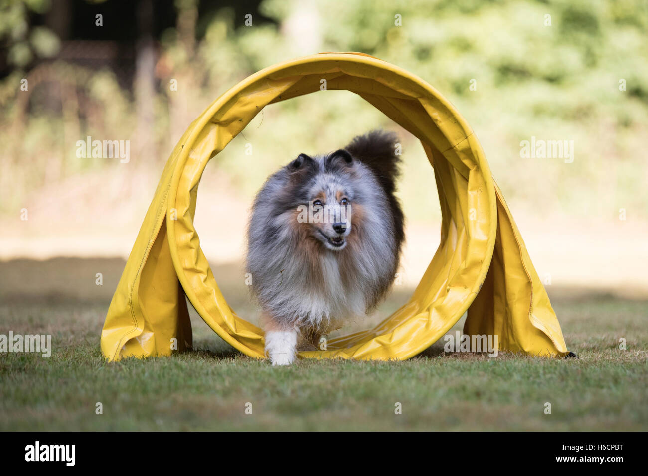 Running sheltie hi-res stock photography and images - Alamy