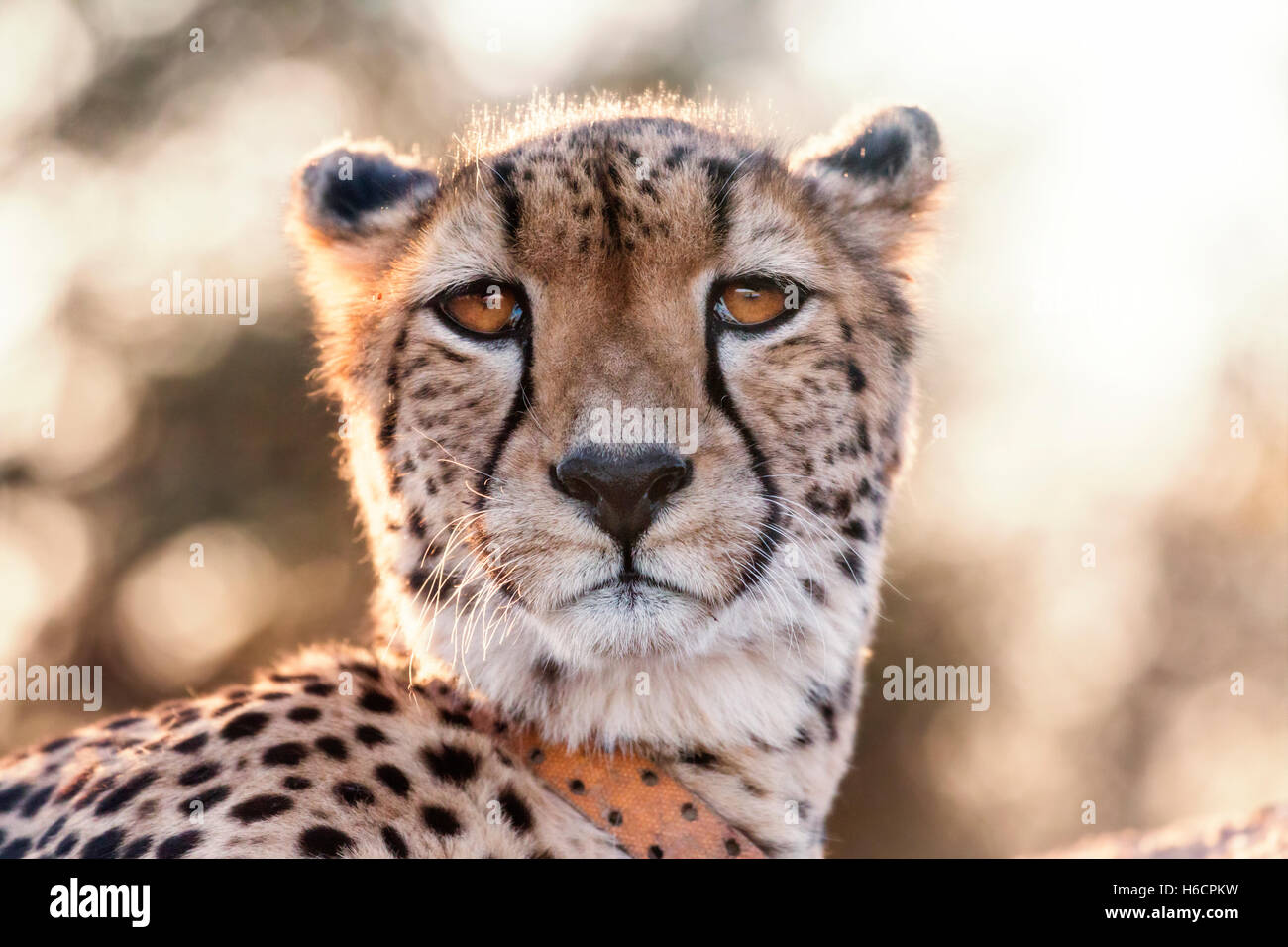 Crisp warm photo of cheetah with a sender looking at the camera Stock ...