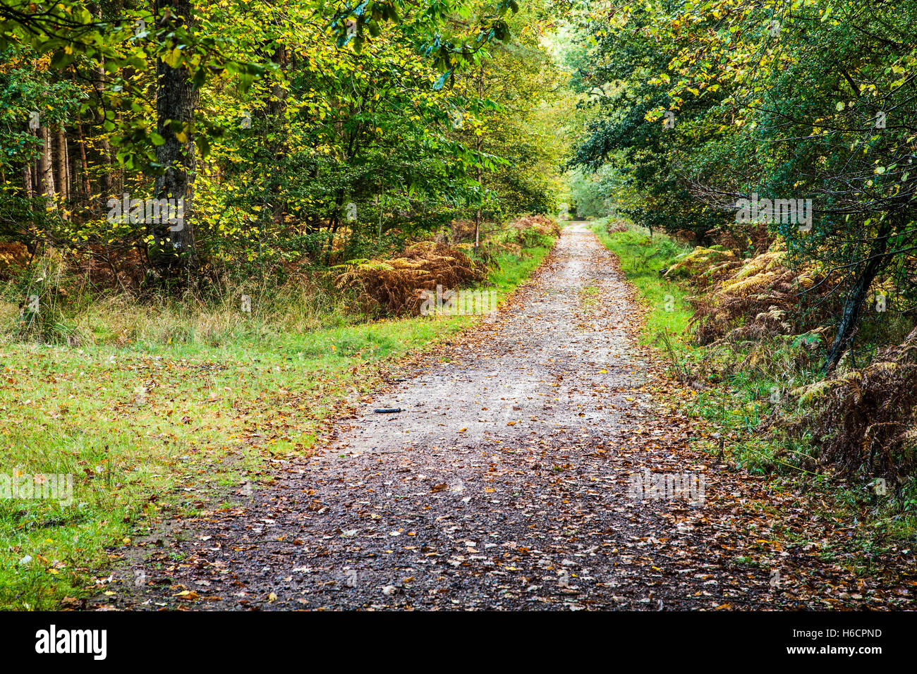 Woodland path through the Forest of Dean, Gloucestershire Stock Photo ...