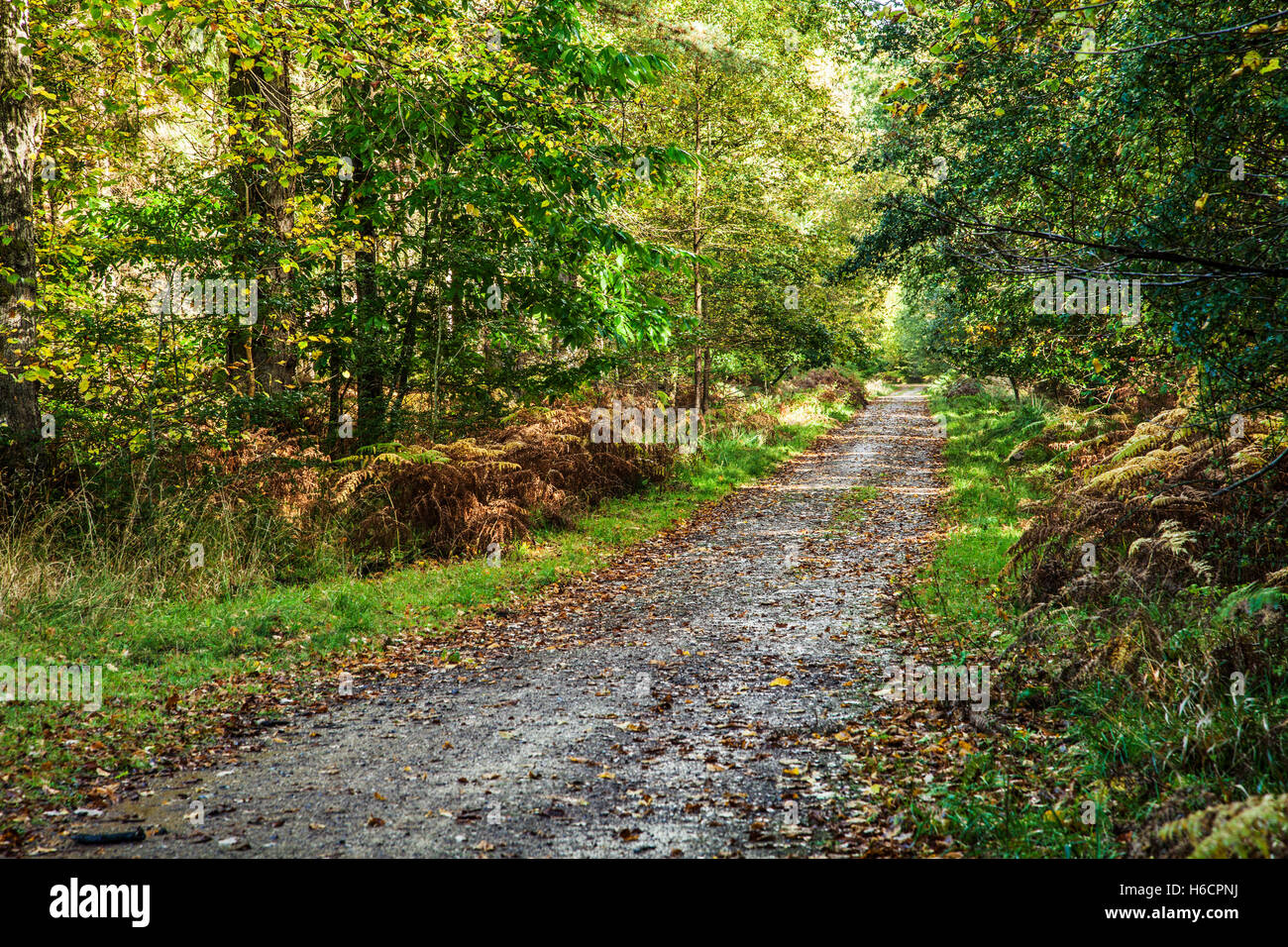 Woodland path through the Forest of Dean, Gloucestershire Stock Photo ...