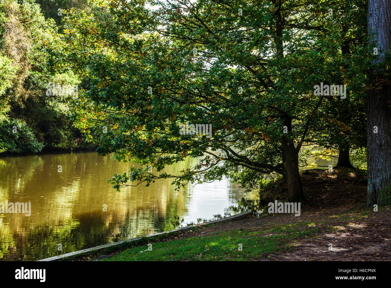 British mallards hi-res stock photography and images - Alamy