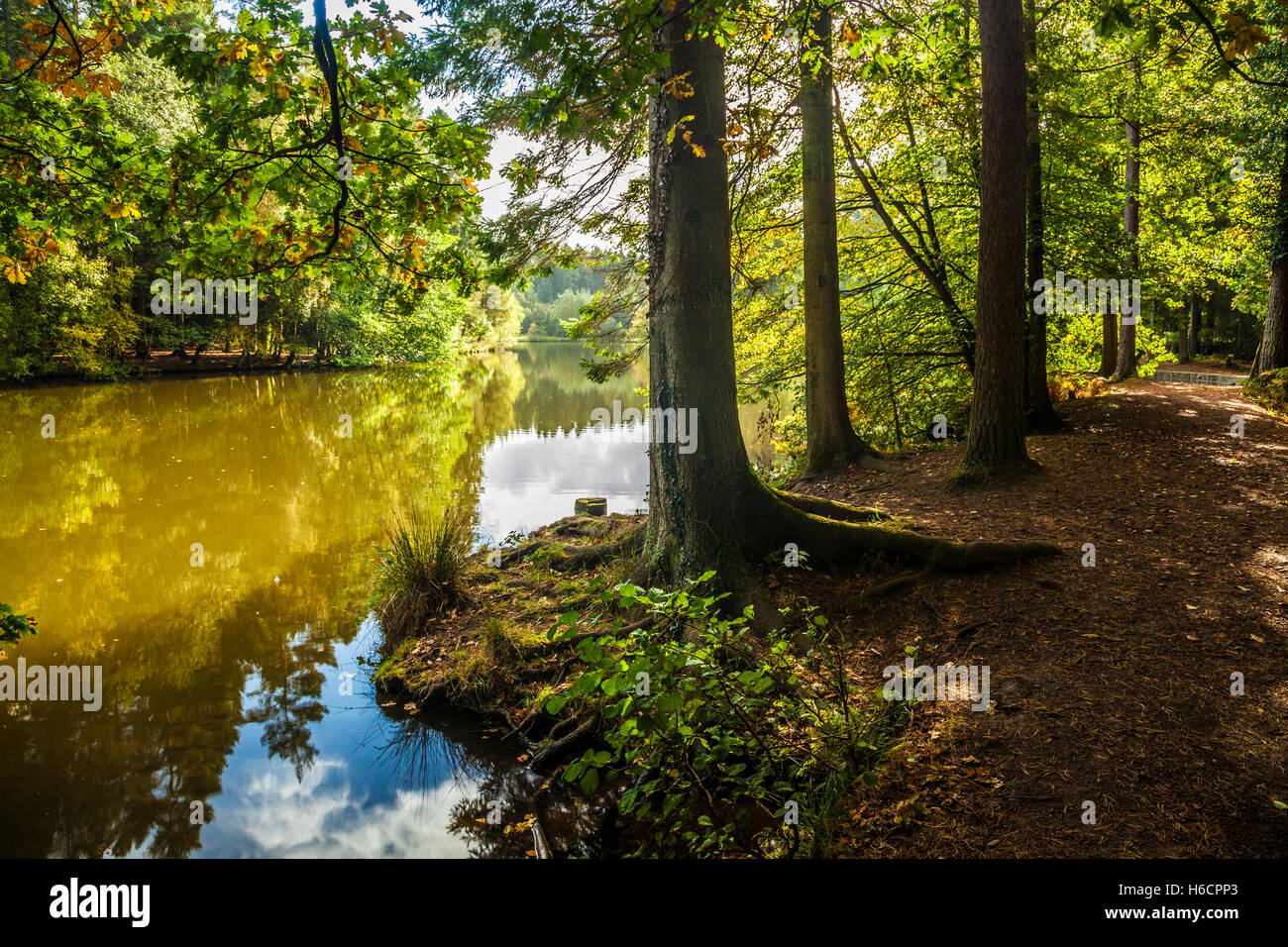 Mallards Pike in the Forest of Dean, Gloucestershire Stock Photo - Alamy