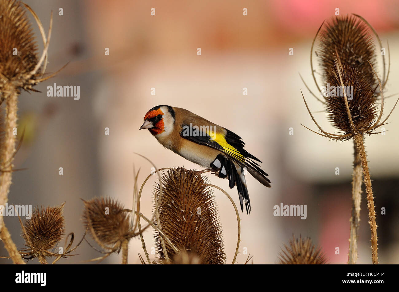 Aduit behavior bird birds hi-res stock photography and images - Alamy