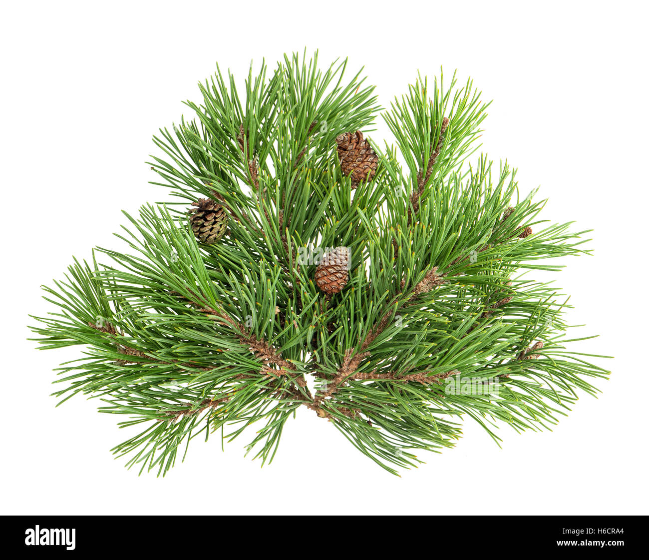 Branches christmas tree cones Cut Out Stock Images & Pictures - Alamy