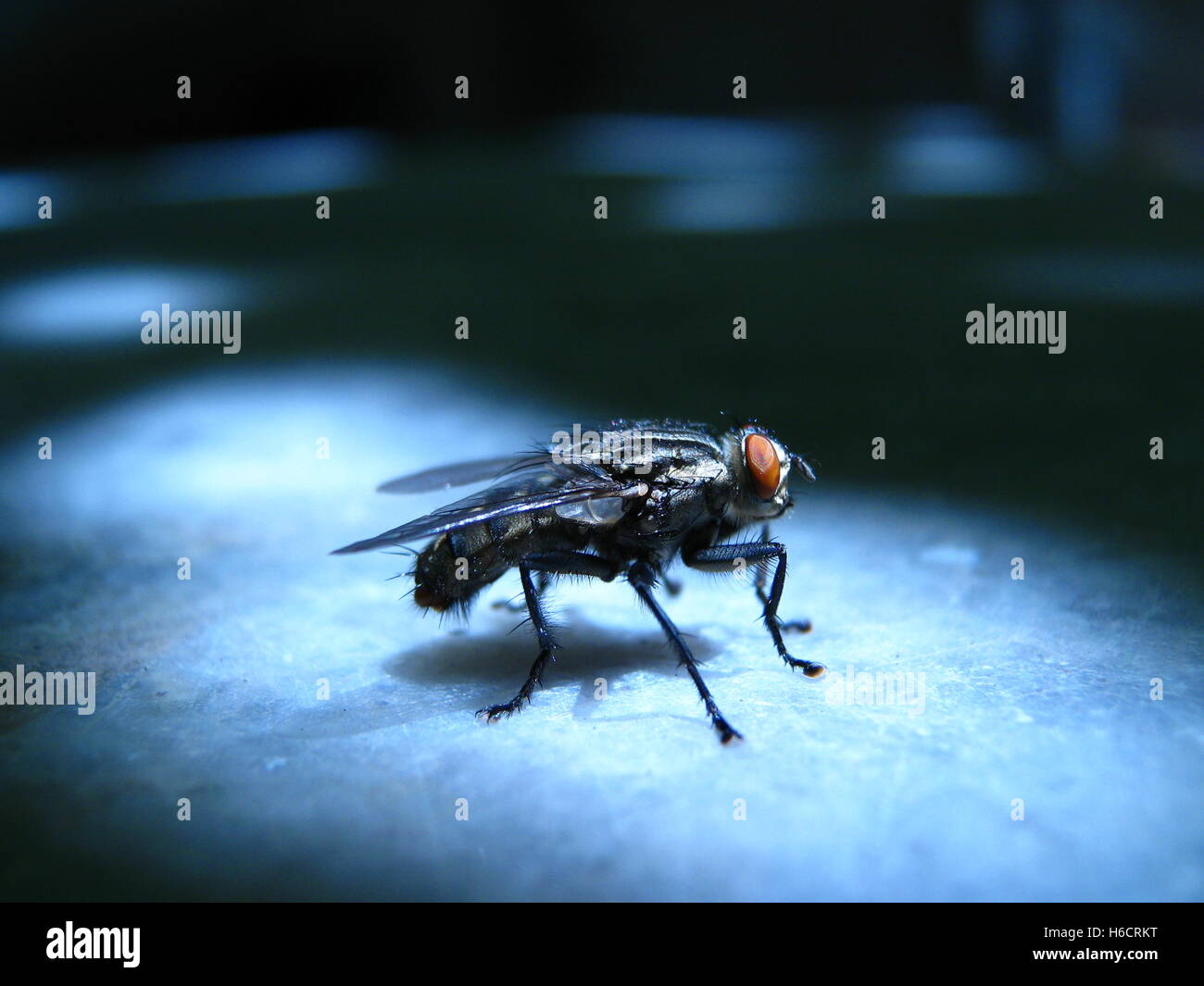 Close up shoot of detailed red eyed fly Stock Photo - Alamy