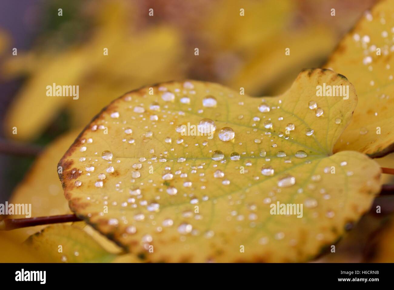 Macro Fall Leaf Stock Photo - Alamy