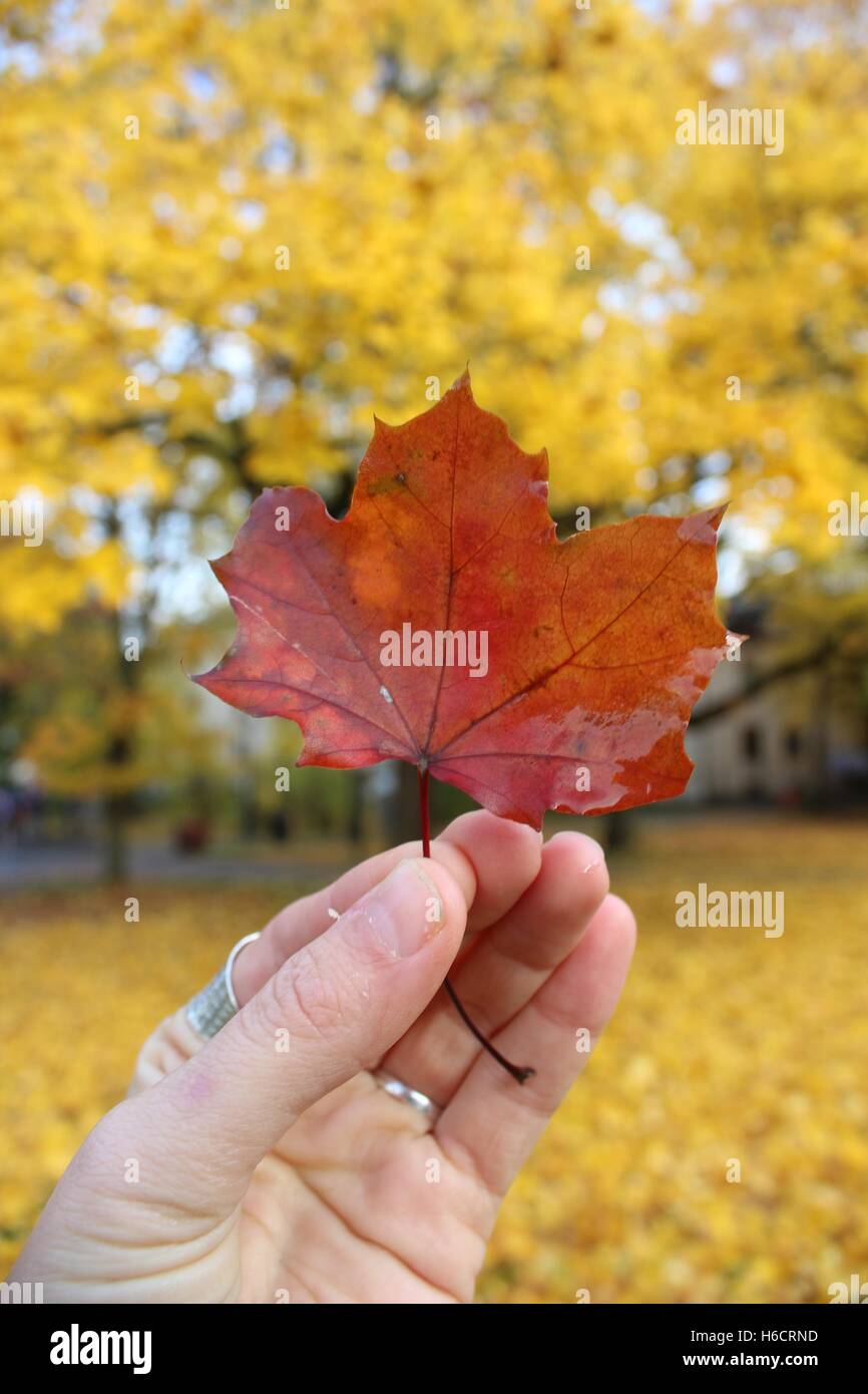 Fall beauty hi-res stock photography and images - Alamy