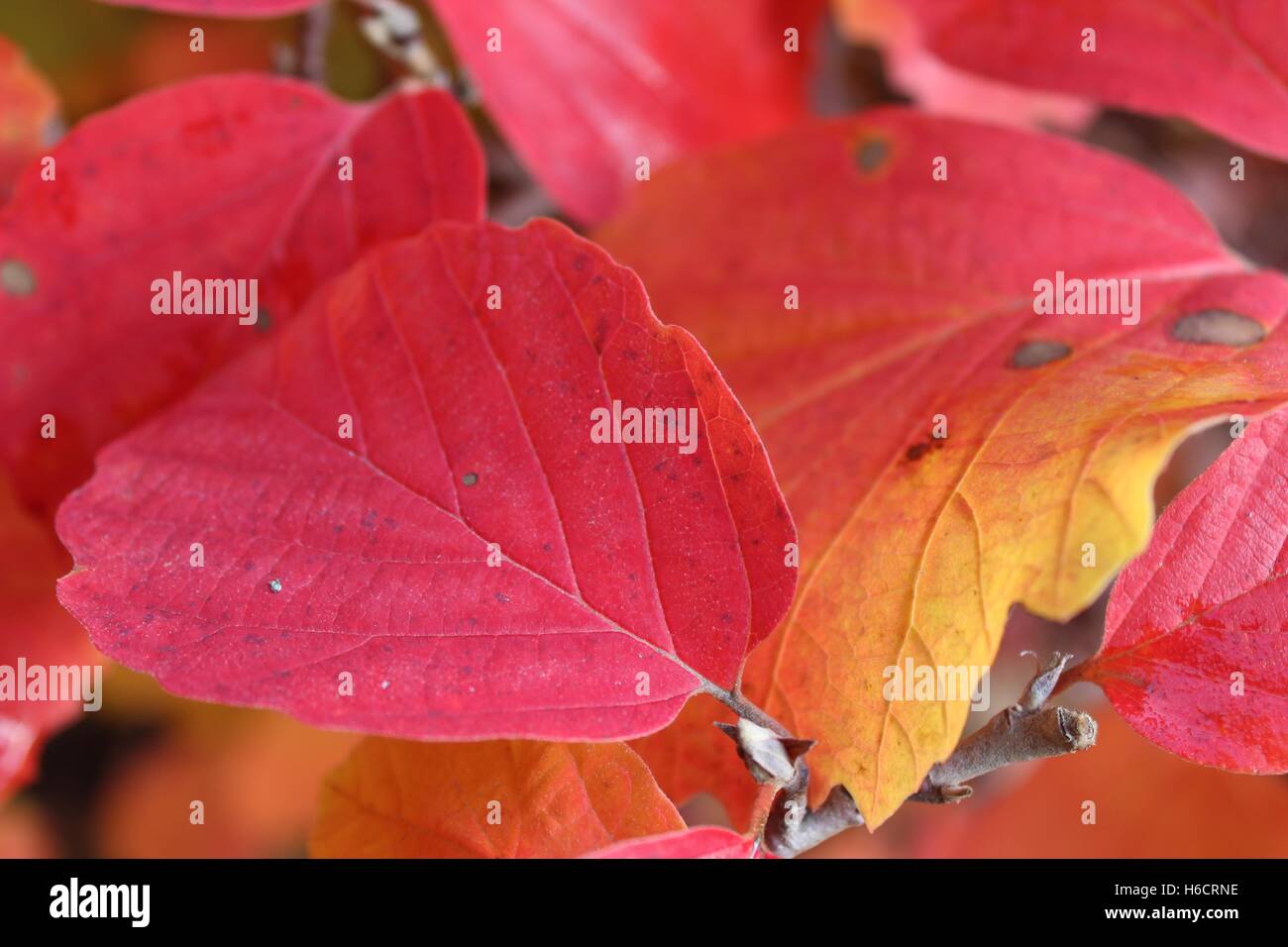 Swedish fall nature hi-res stock photography and images - Alamy