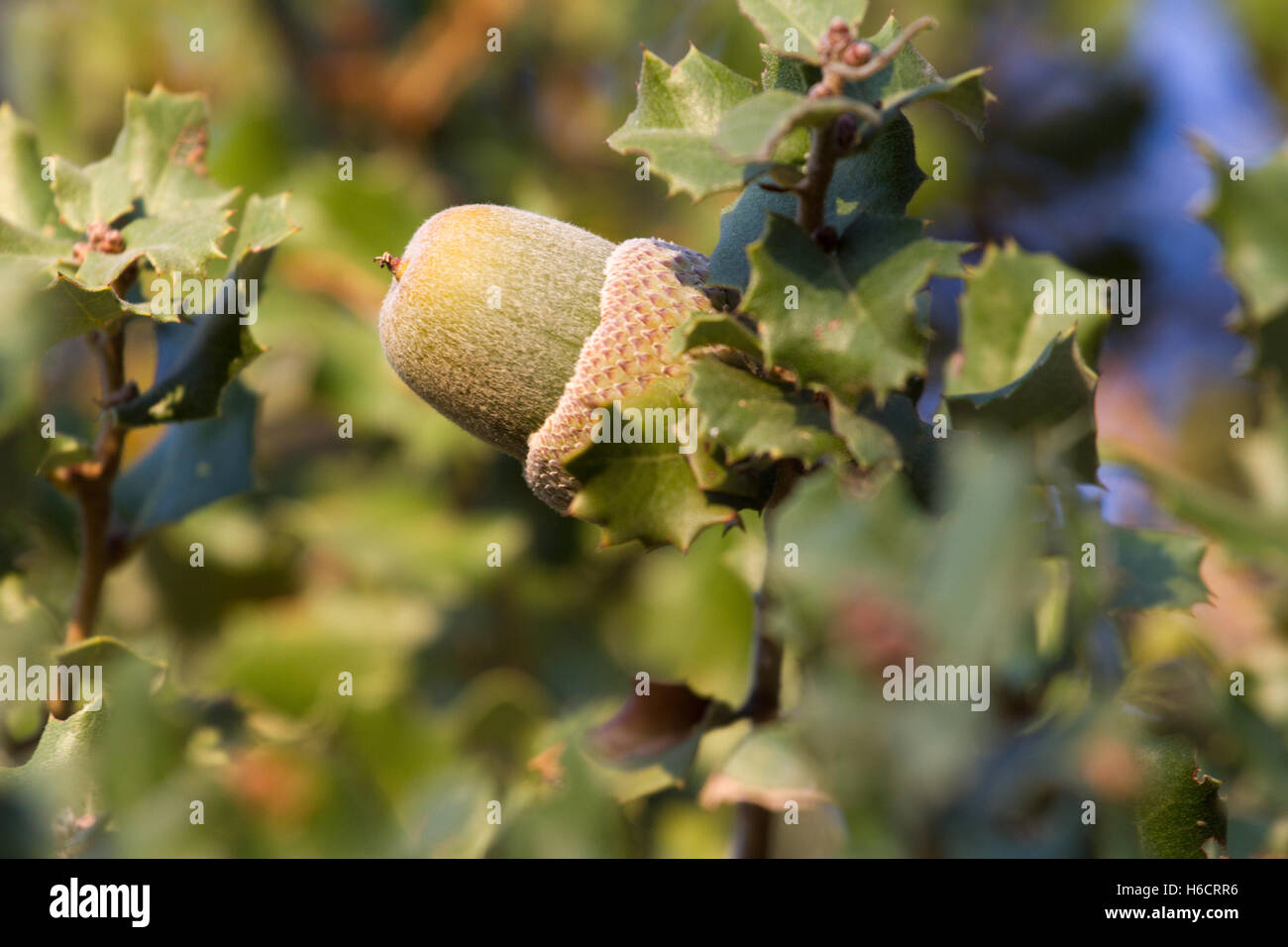 Native evergreen mediterranean plant - kermes oak Quercus coccifera ...