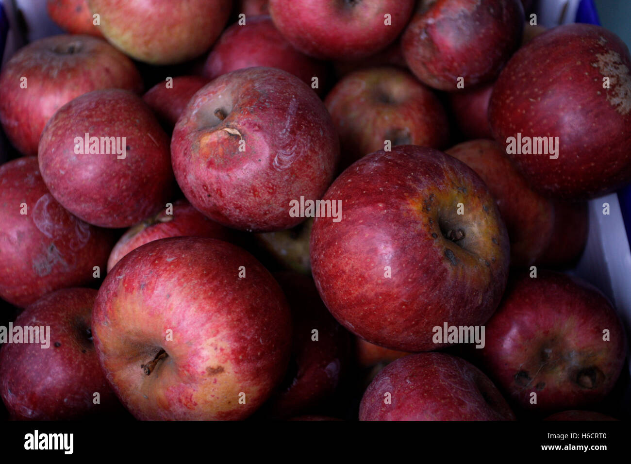 Organic Annurca apples Stock Photo - Alamy