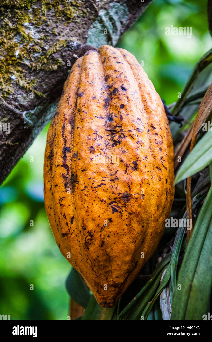 Yellow cocoa pod (Theobroma cacao) growing in spice garden, Kumily ...