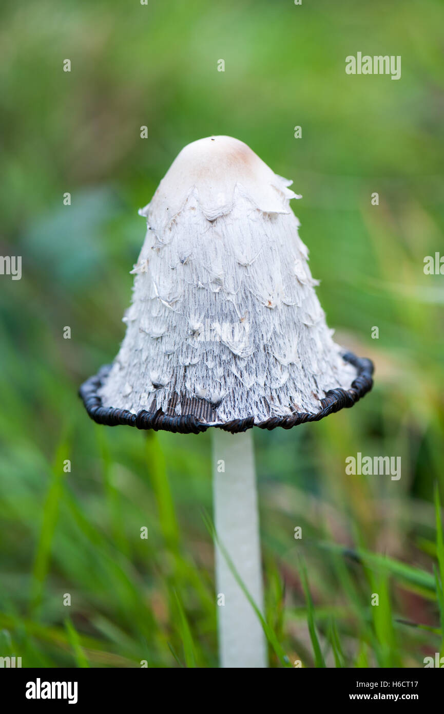 common ink cap wild mushrooms Stock Photo - Alamy
