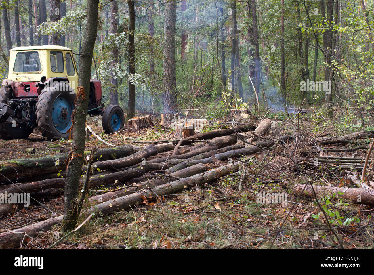 Pine stump, result of tree felling. Total deforestation, cut forest ...