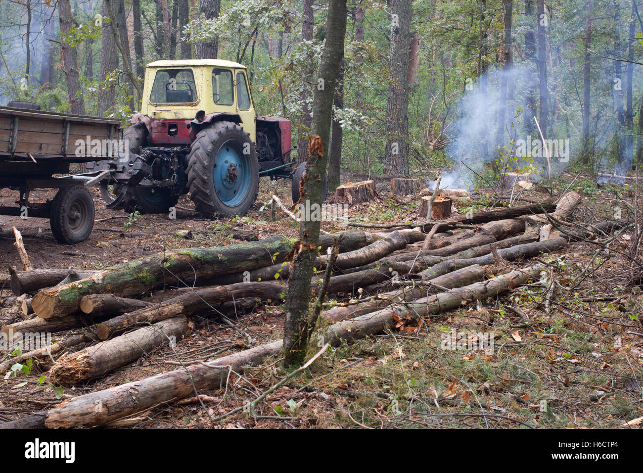 Pine stump, result of tree felling. Total deforestation, cut forest ...