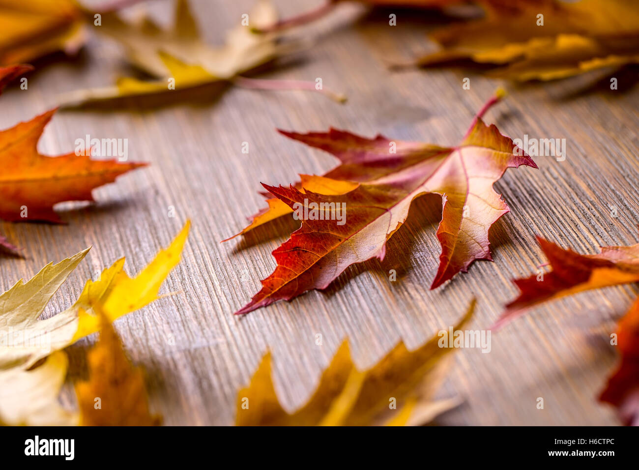 Autumn. Seasonal photo. Autumn leaves loose on a wooden board Stock ...