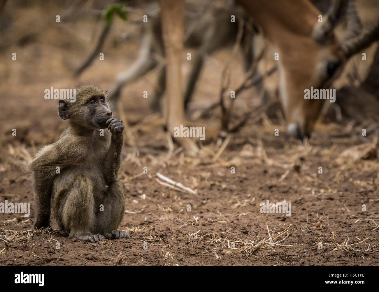 Baboon thinking hi-res stock photography and images - Alamy