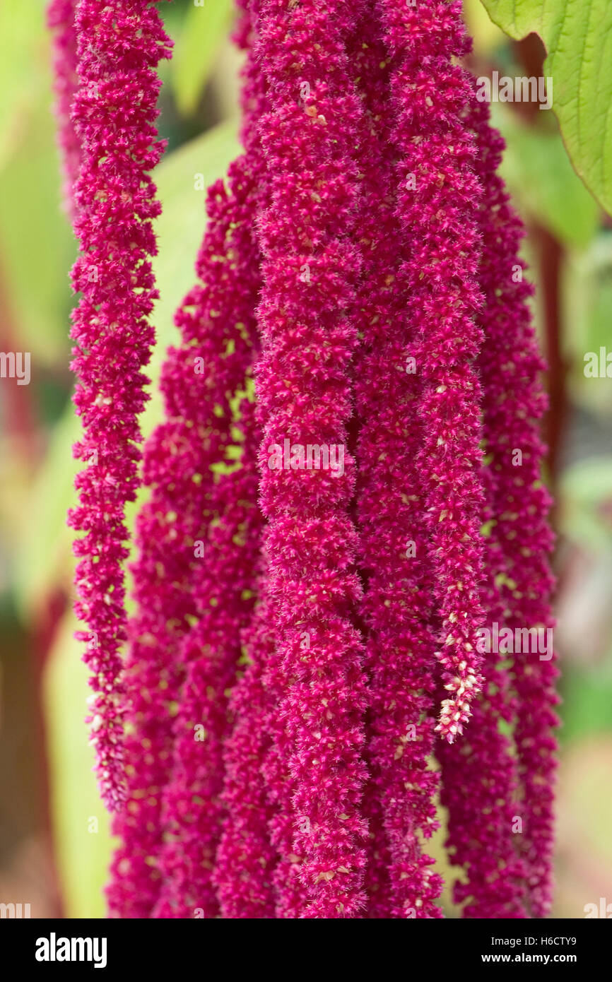 Amaranthus caudatus growing in a flower border Stock Photo - Alamy
