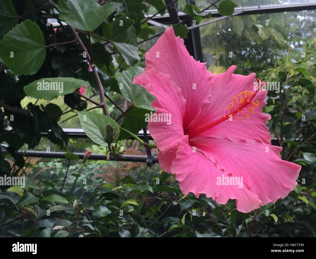 Rose of scotland hi-res stock photography and images - Alamy