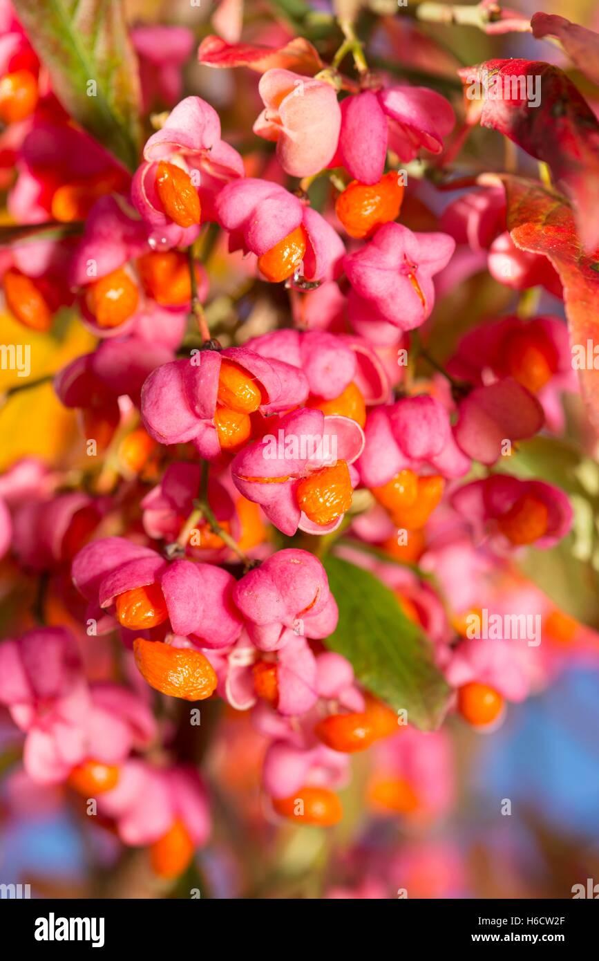 Euonymus europaeus, spindle tree, with ripe berries Stock Photo - Alamy