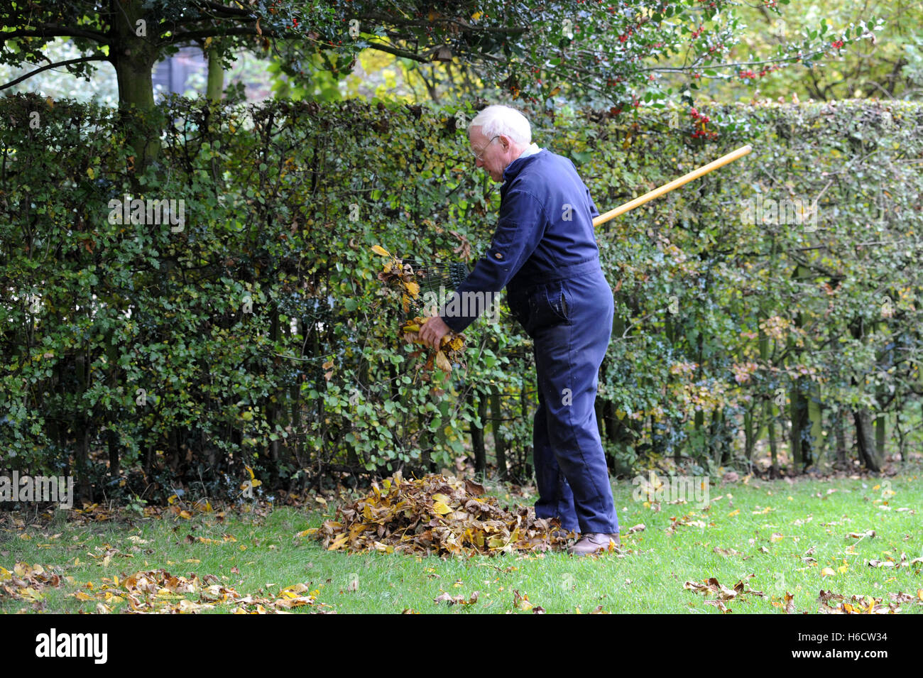 Grandfather and grandson clearing leaves in the garden in North ...