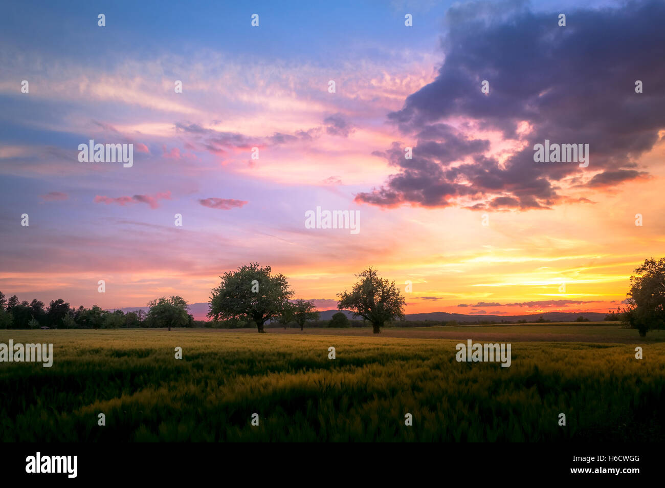 Swiss wheat field and landscape during colorful sunset Stock Photo - Alamy