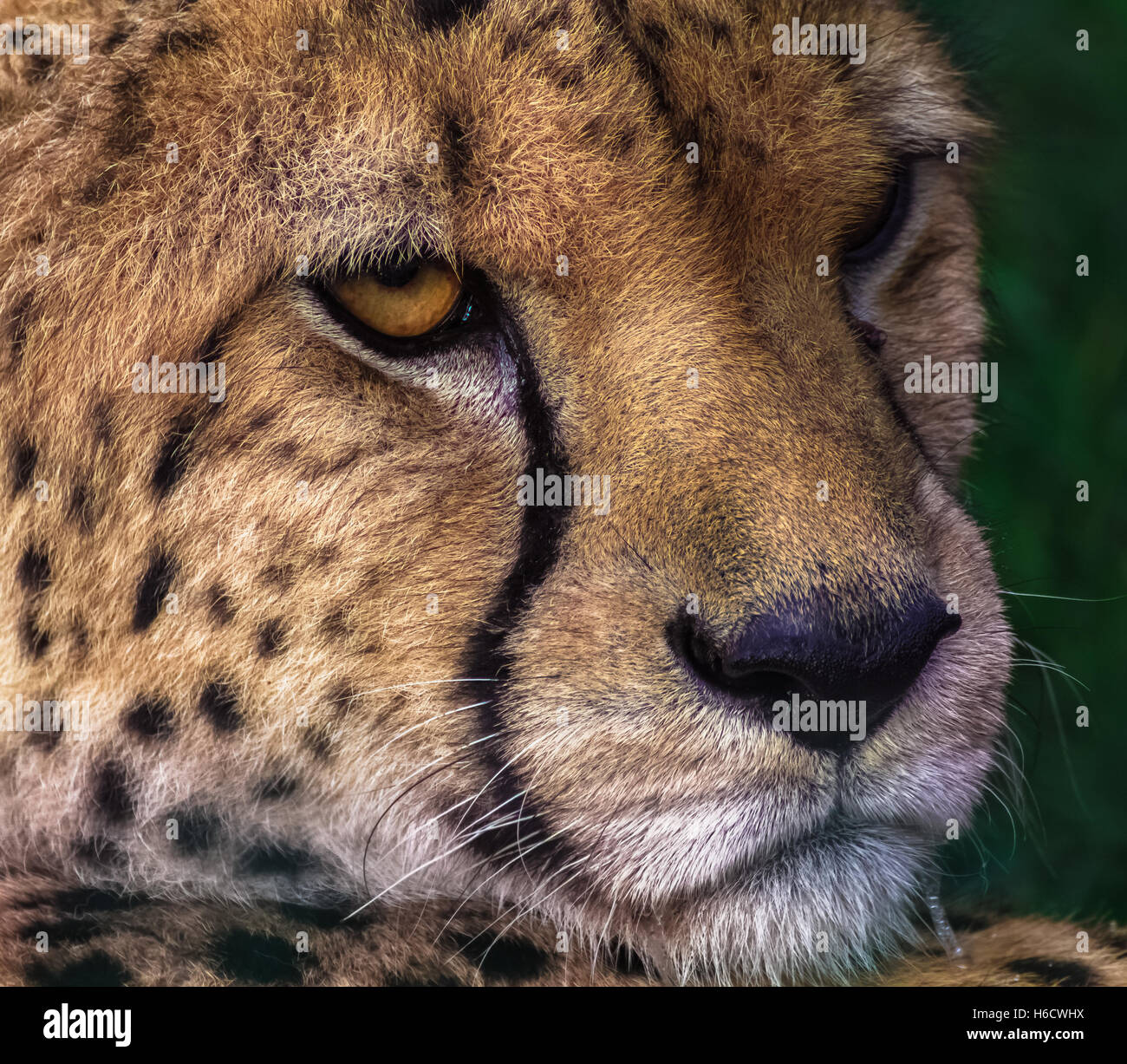Malishious hi-res stock photography and images - Alamy