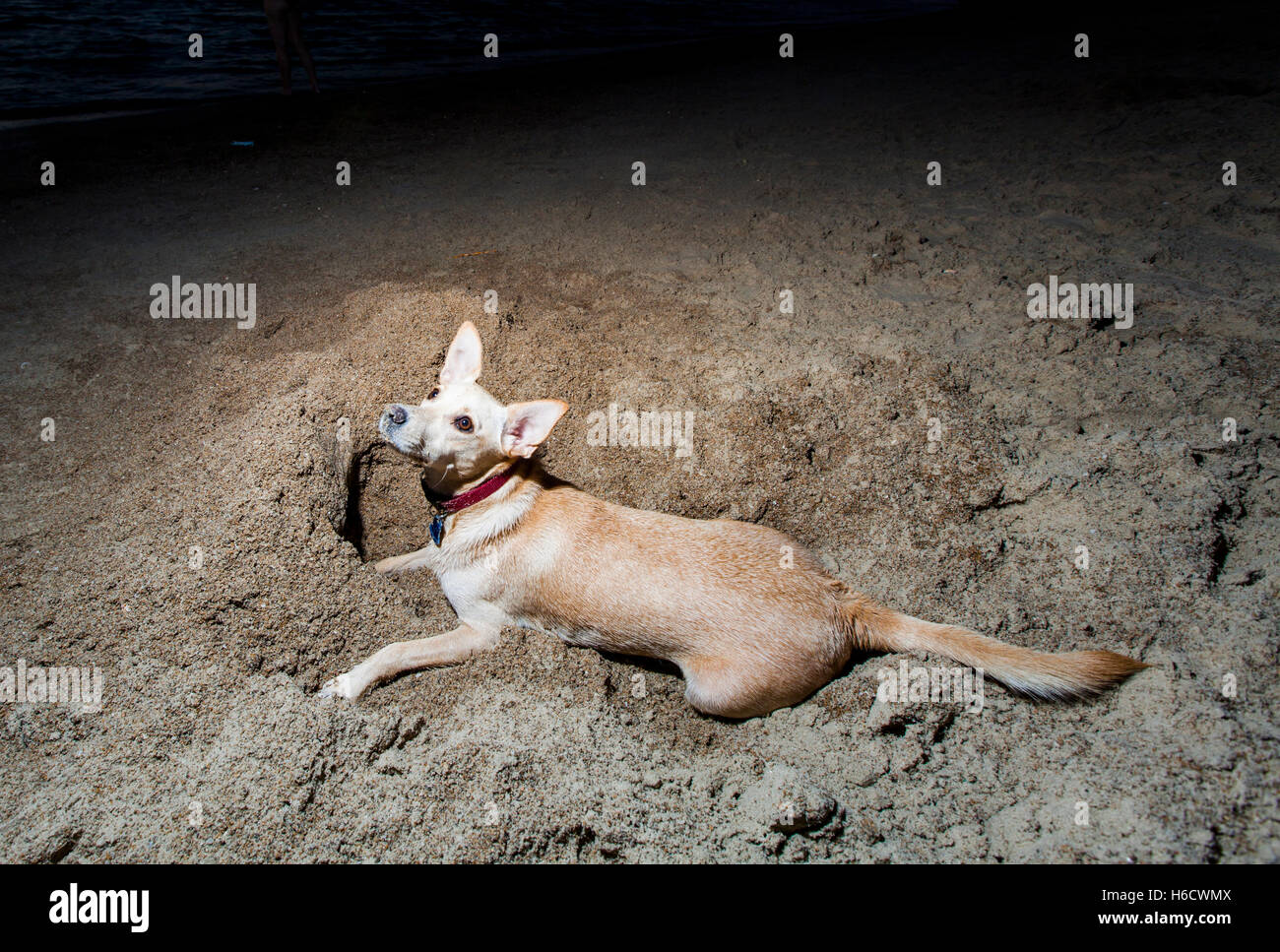 Dogs digging in the sand hi-res stock photography and images - Alamy