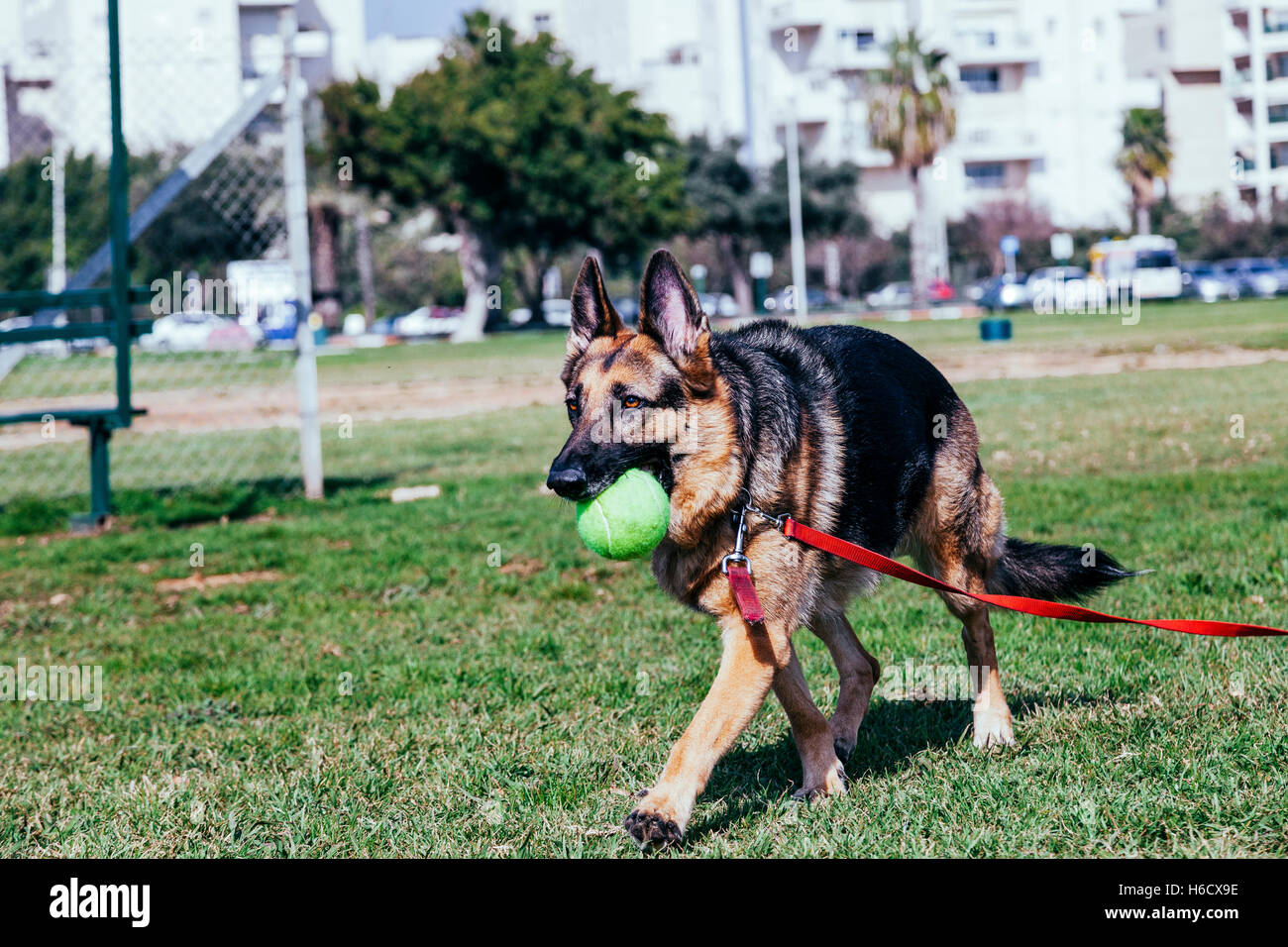 A female German Shepherd dog playing with an oversized tennis ball on a ...