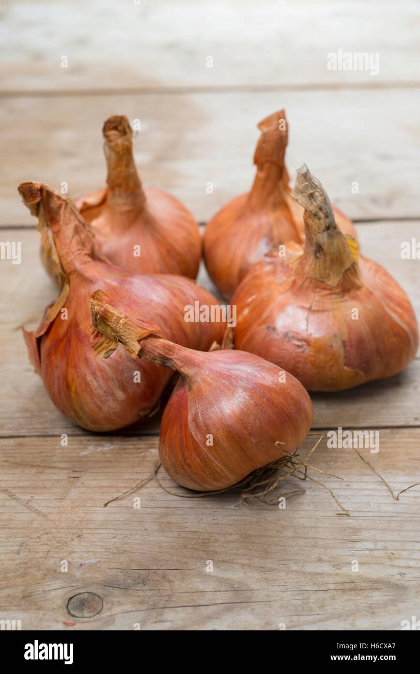 Shallots, 'red sun' Stock Photo - Alamy