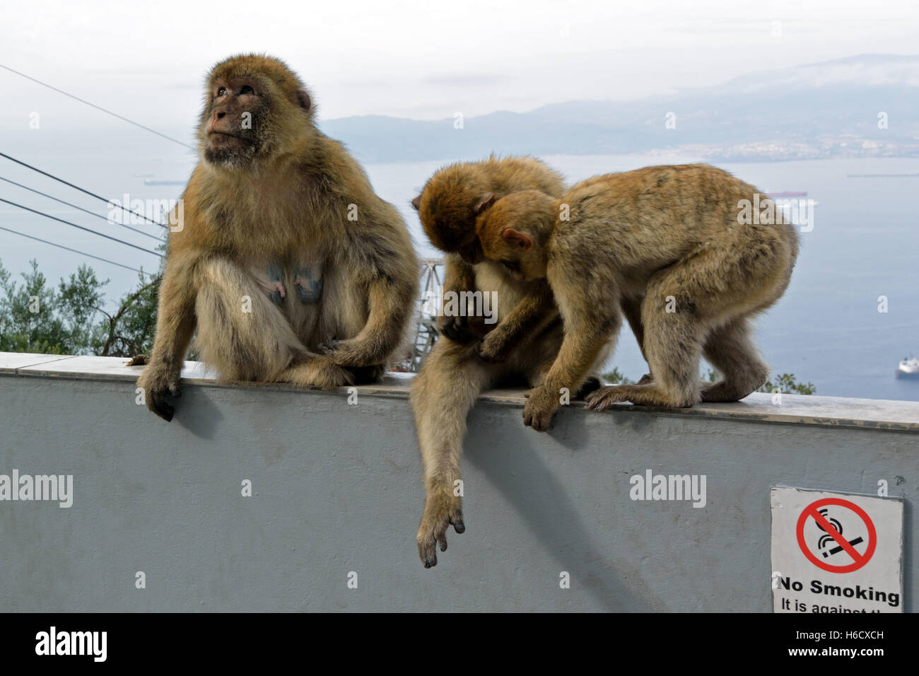 Three Gibraltar Barbary macaques on the Upper Rock, the only wild ...