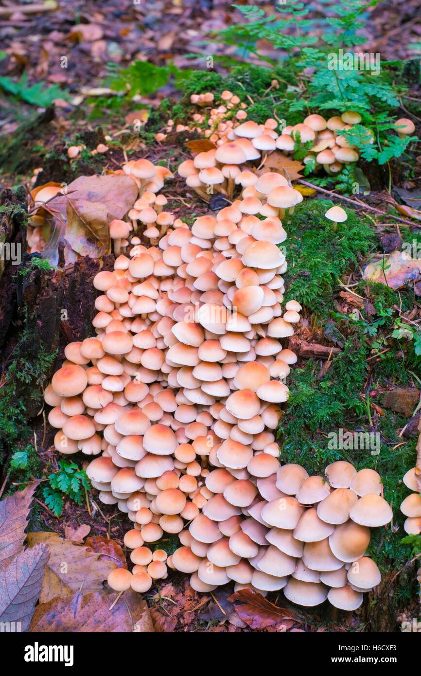 Sulphur Tuft, Sulfur Tuft, Hypholoma fasciculare Stock Photo - Alamy