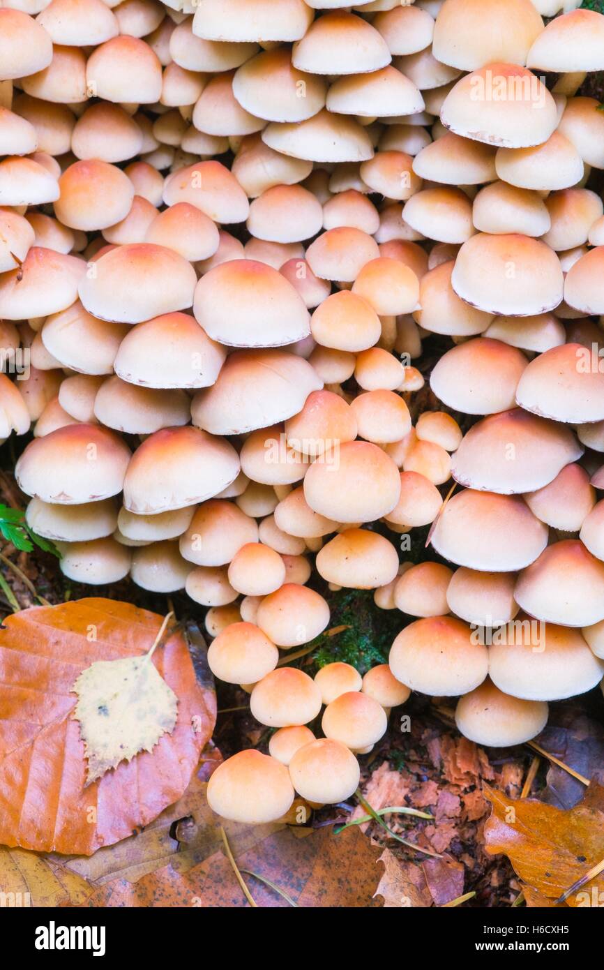 Sulphur Tuft, Sulfur Tuft, Hypholoma fasciculare Stock Photo - Alamy