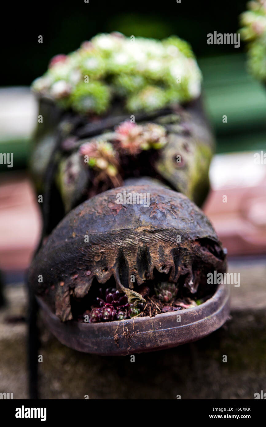 Old boots planter hi-res stock photography and images - Alamy