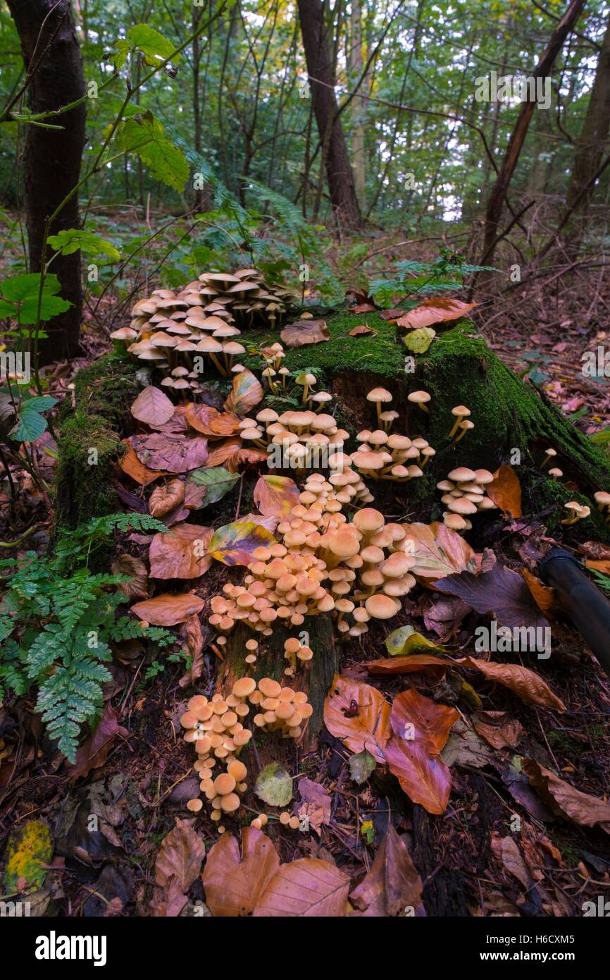 Sulphur Tuft, Sulfur Tuft, Hypholoma fasciculare Stock Photo - Alamy