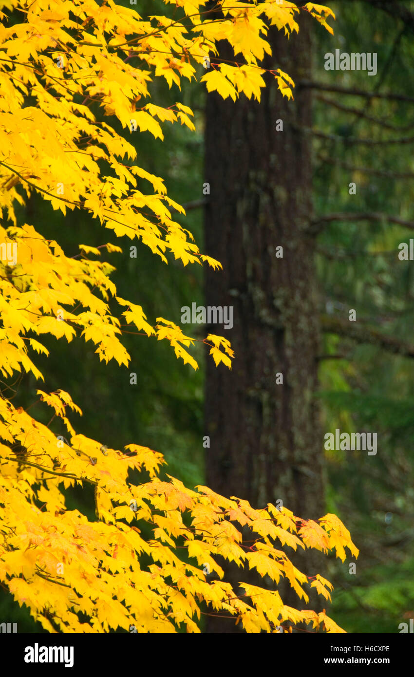 Douglas maple hi-res stock photography and images - Alamy