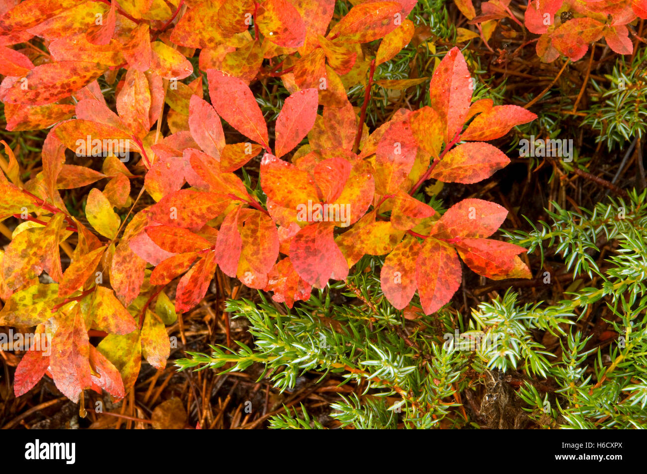 Berry bushes at Scott Lake, McKenzie Pass-Santiam Pass National Scenic ...