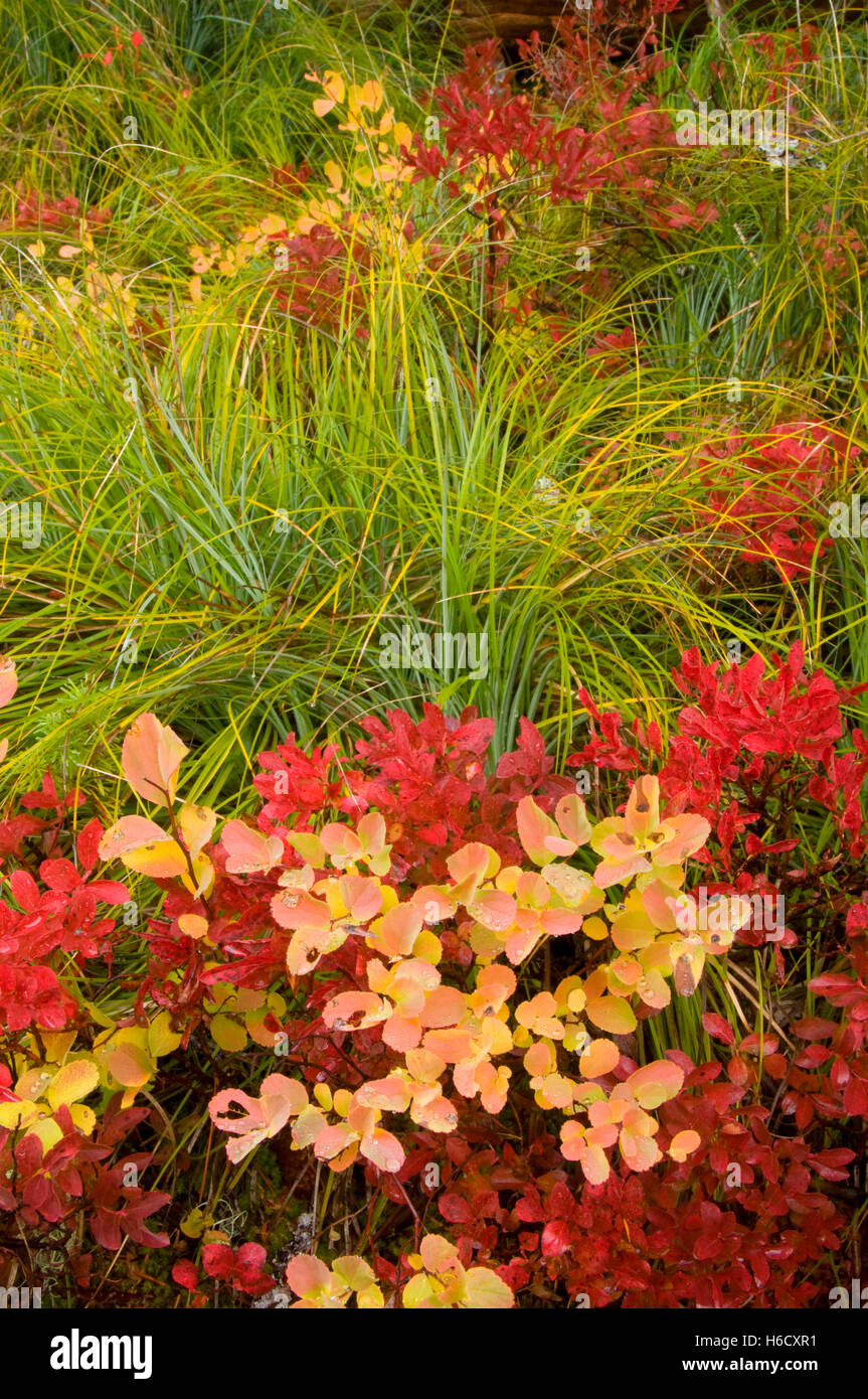 Berry bush with beargrass at Scott Lake, McKenzie Pass-Santiam Pass ...