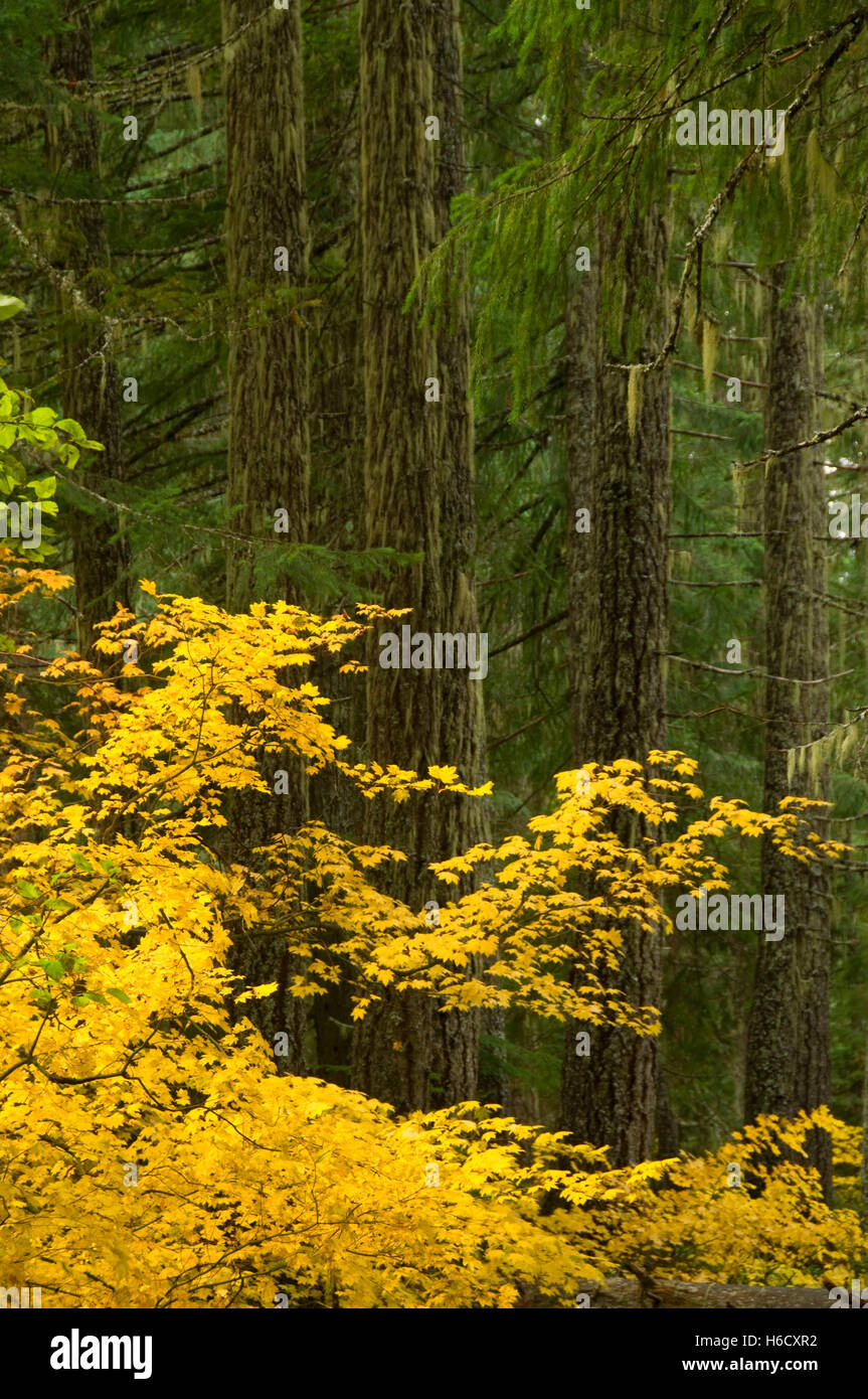 Douglas fir with vine maple (Acer circinatum), Willamette National ...