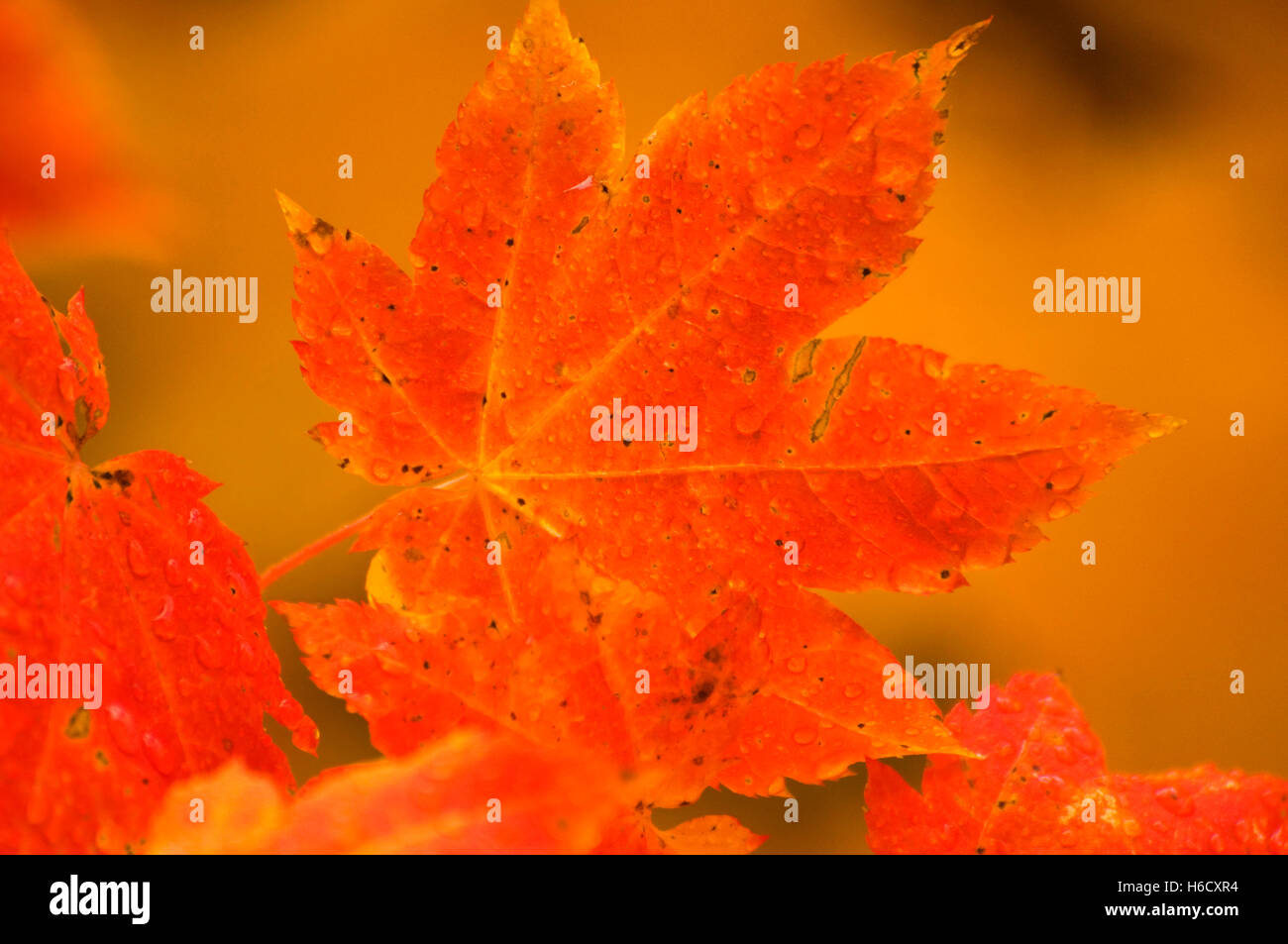 Vine maple hi-res stock photography and images - Alamy