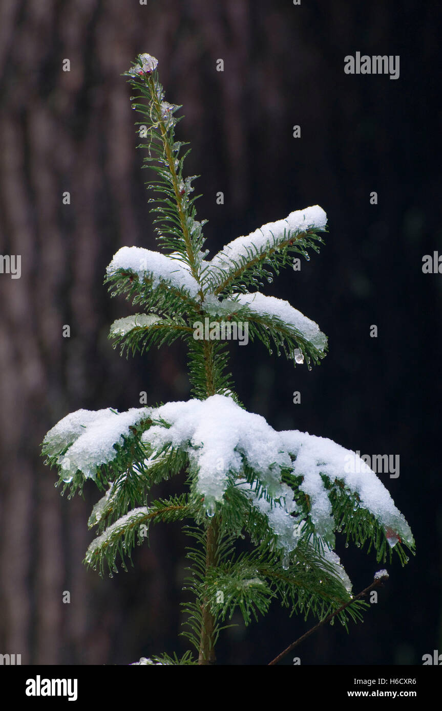 Forest in winter at Gold Lake sno-park, Willamette National Forest ...
